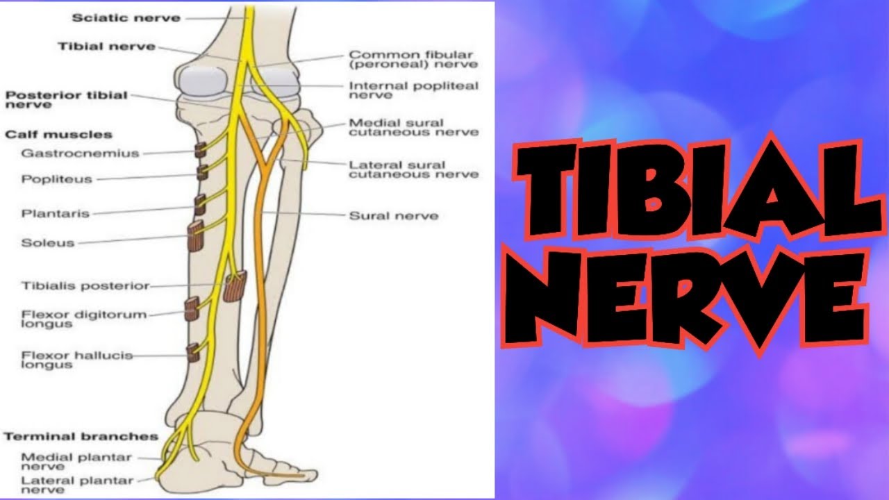 Tibial nerve (course, branches and clinical anatomy) - YouTube