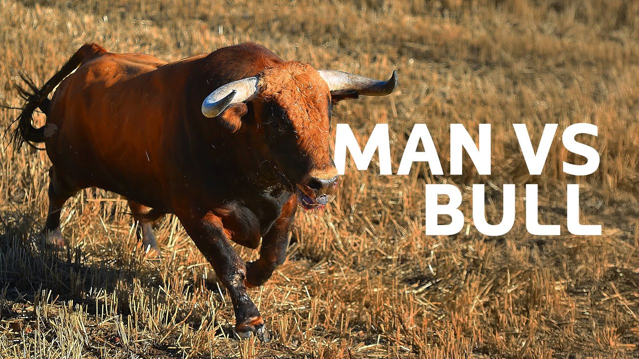 Deadliest Showdown: Man VS Bull - Who Will Win? - YouTube