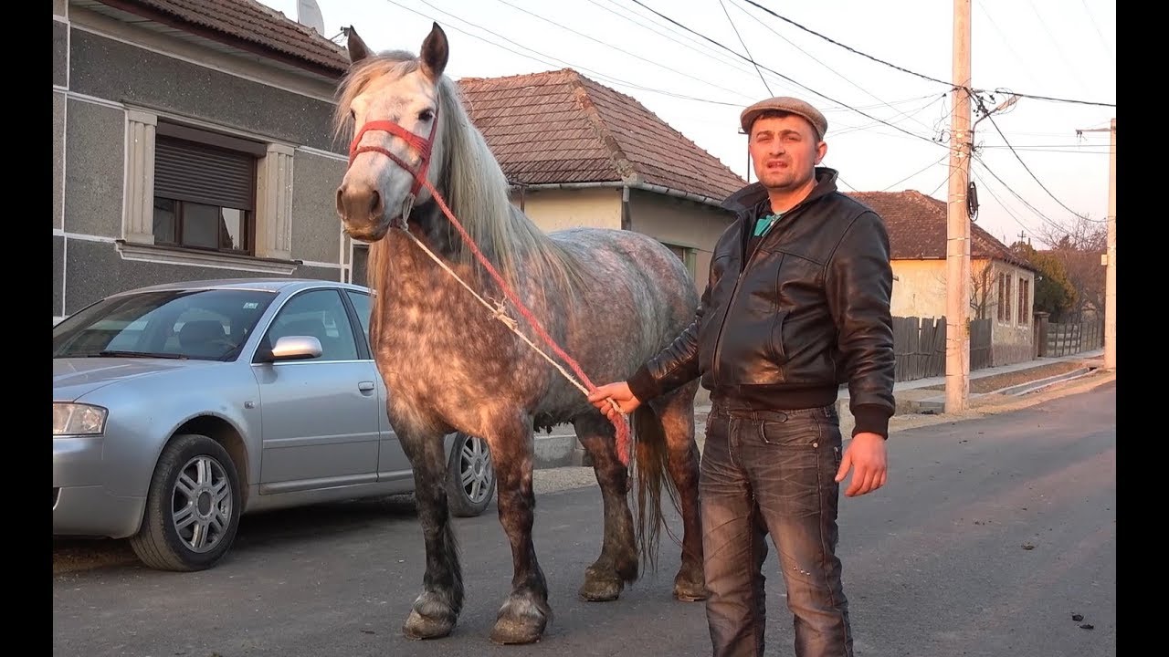 Caii lui Gheizu de la Tinca, Bihor - 2019 Nou !!! - YouTube