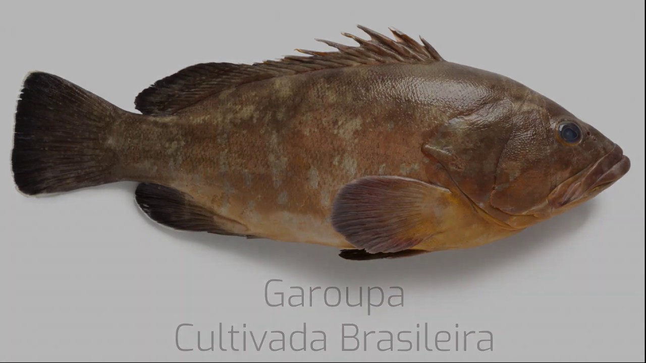 Garoupa Cultivada Brasileira... - YouTube