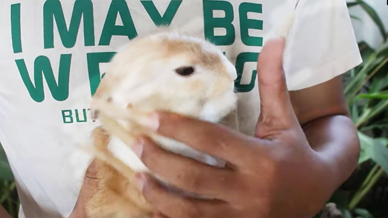 ASMR Rabbit Scratching & Tapping with long nails ( No Talking ) - YouTube