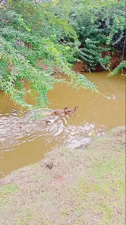 unity duck - YouTube