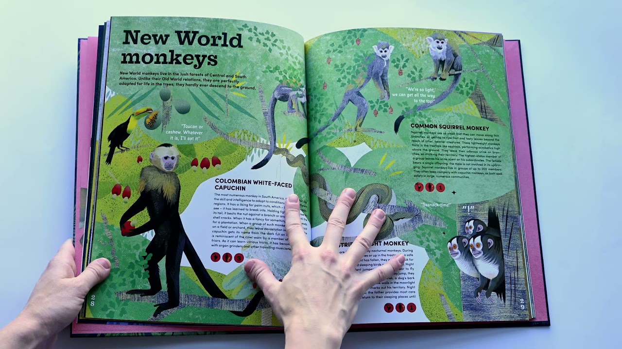 An Illustrated Guide to the World of MONKEYS - YouTube