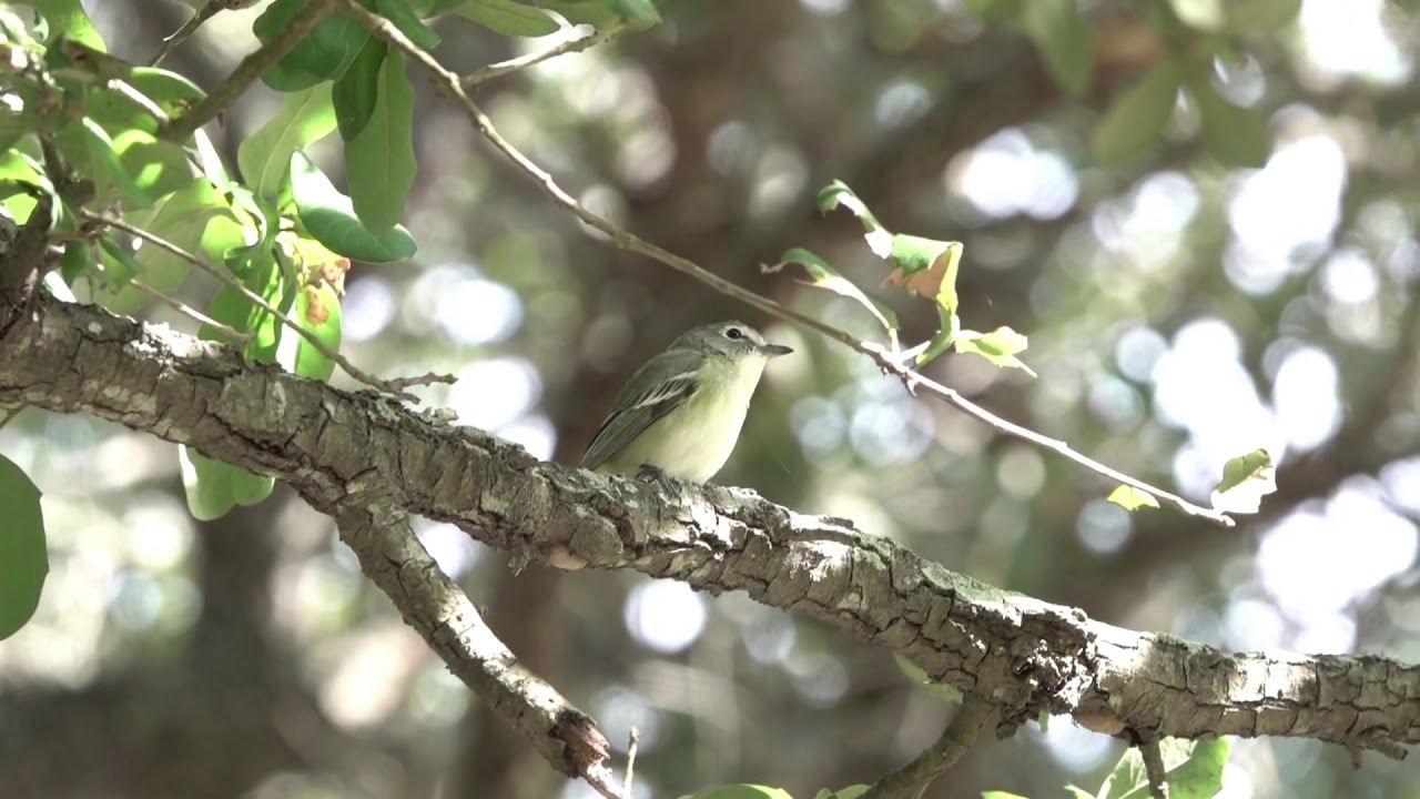 Cassin's Vireo, Corpus Christi TX - YouTube