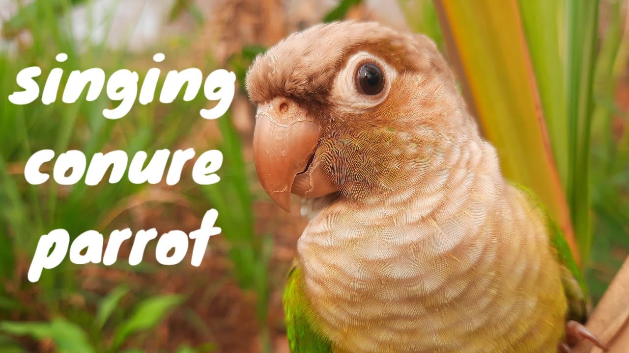conure parrot My bird sings every morning, conure sound morning bird ...