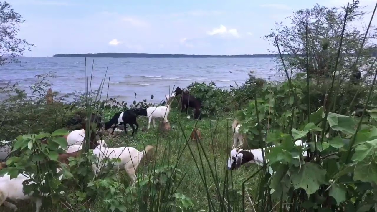 Happy time for our animals at the lake - YouTube