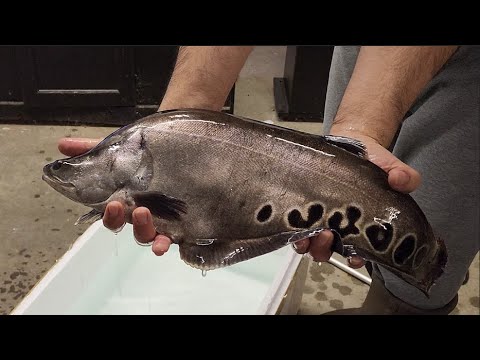 This Is The Fish That Might Kill Moby😨 - YouTube