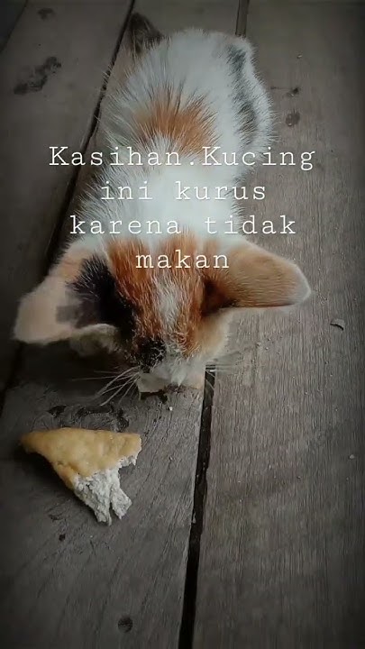 kasihan kucing ini kurus karena tidak makan😿 - YouTube