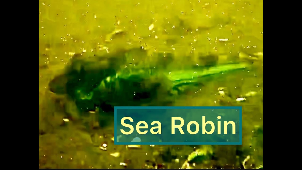 Sea Robin - YouTube
