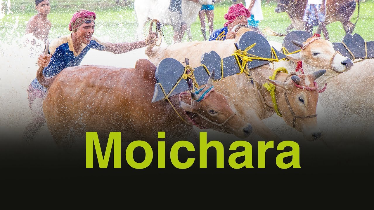 Moichara | Cattle Race Festival 2017 | Canning | West Bengal - YouTube
