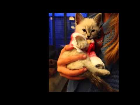 Ragdoll x Bengal Kitten ~ Poppy - YouTube