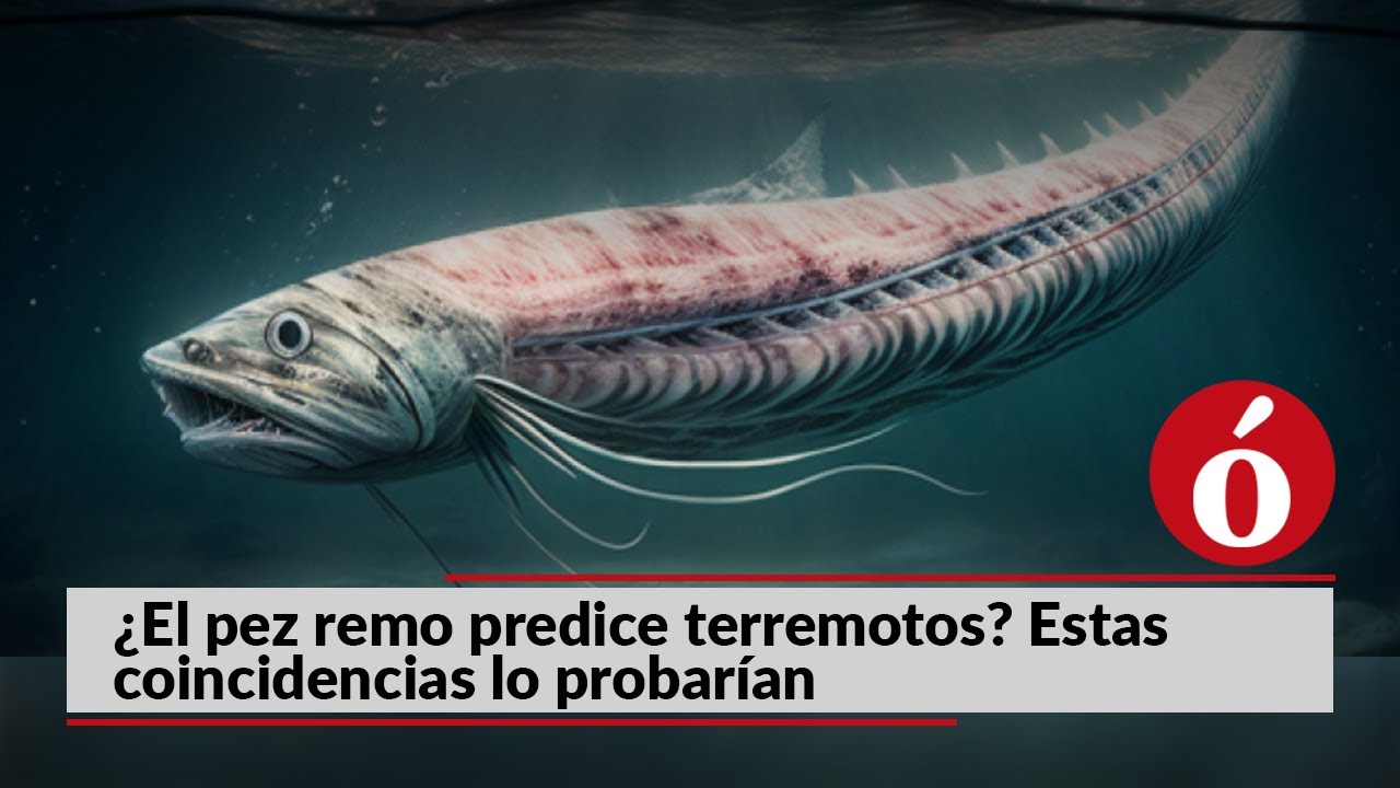 La Opinión te cuenta | ¿El pez remo predice terremotos? Estas ...