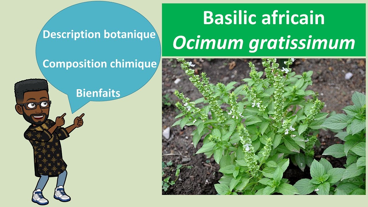 LE BASILIC AFRICAIN (OCIMUM GRATISSIMUM) : Botanique et Bienfaits ...