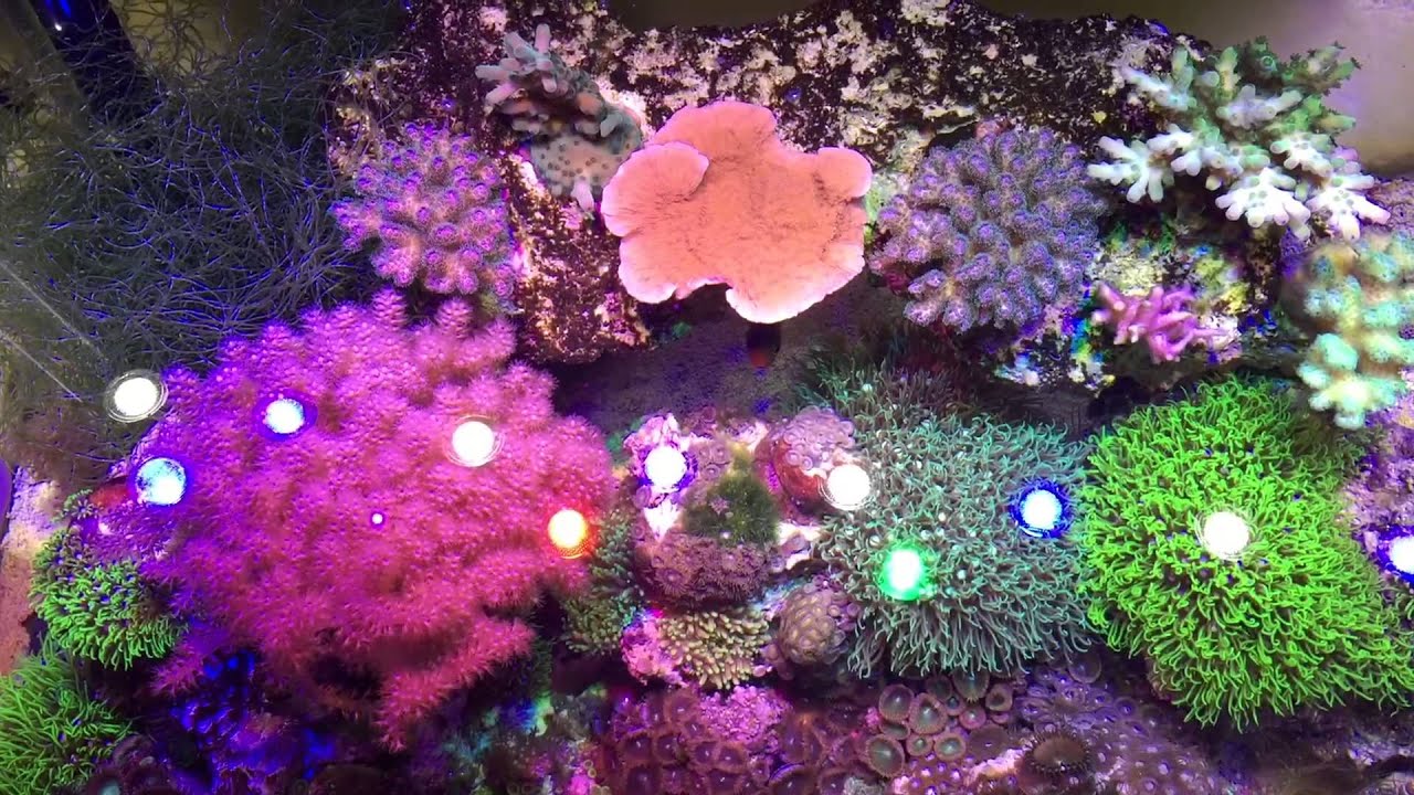 10g Reef Nano Update/ Special Announcement - YouTube