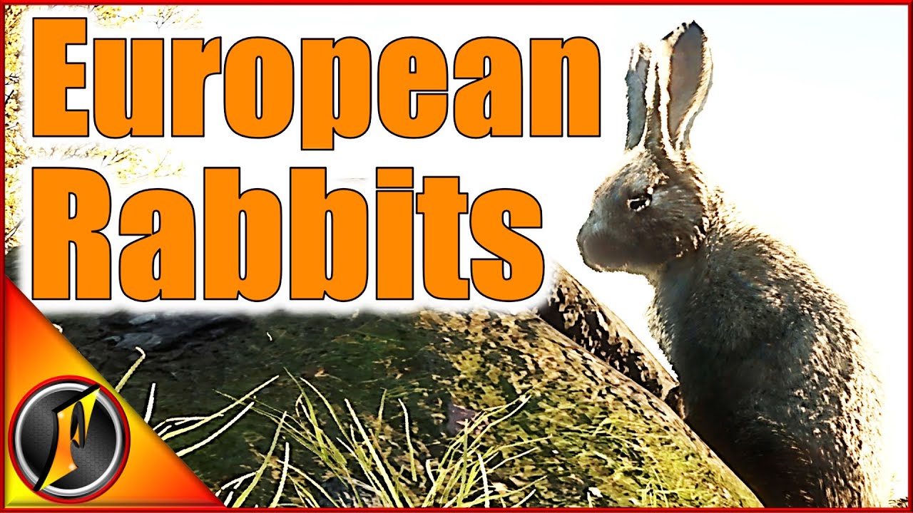 European Rabbit Hunt & Looking at Their Potential! - YouTube