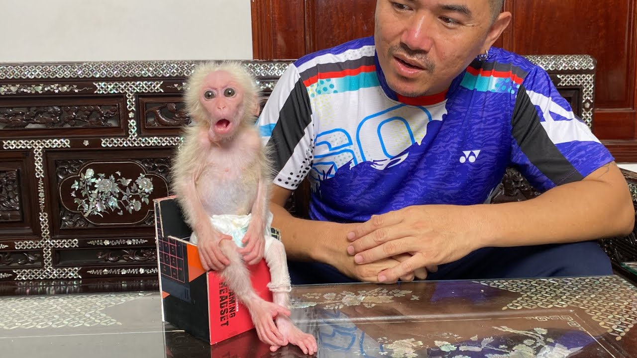 Monkey Luk surprised when dad made him new chair - YouTube