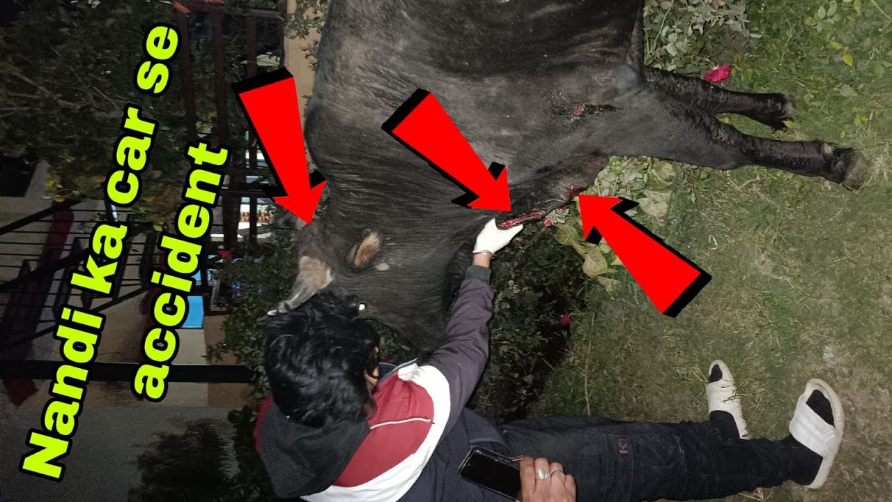 Nandi Ka car se accident Nandi Bach ni Paya #viralvideo #video #vlog # ...