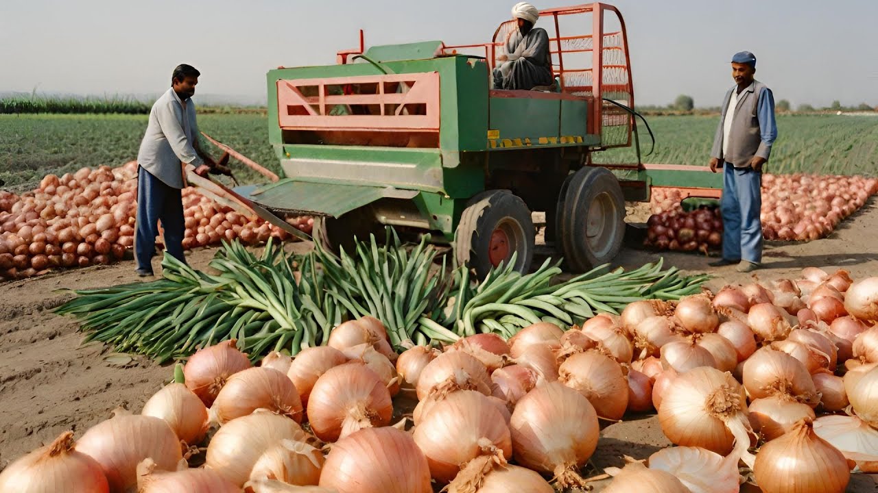 How Millions Of Onions Processing & Cultivation | Modern Onion ...