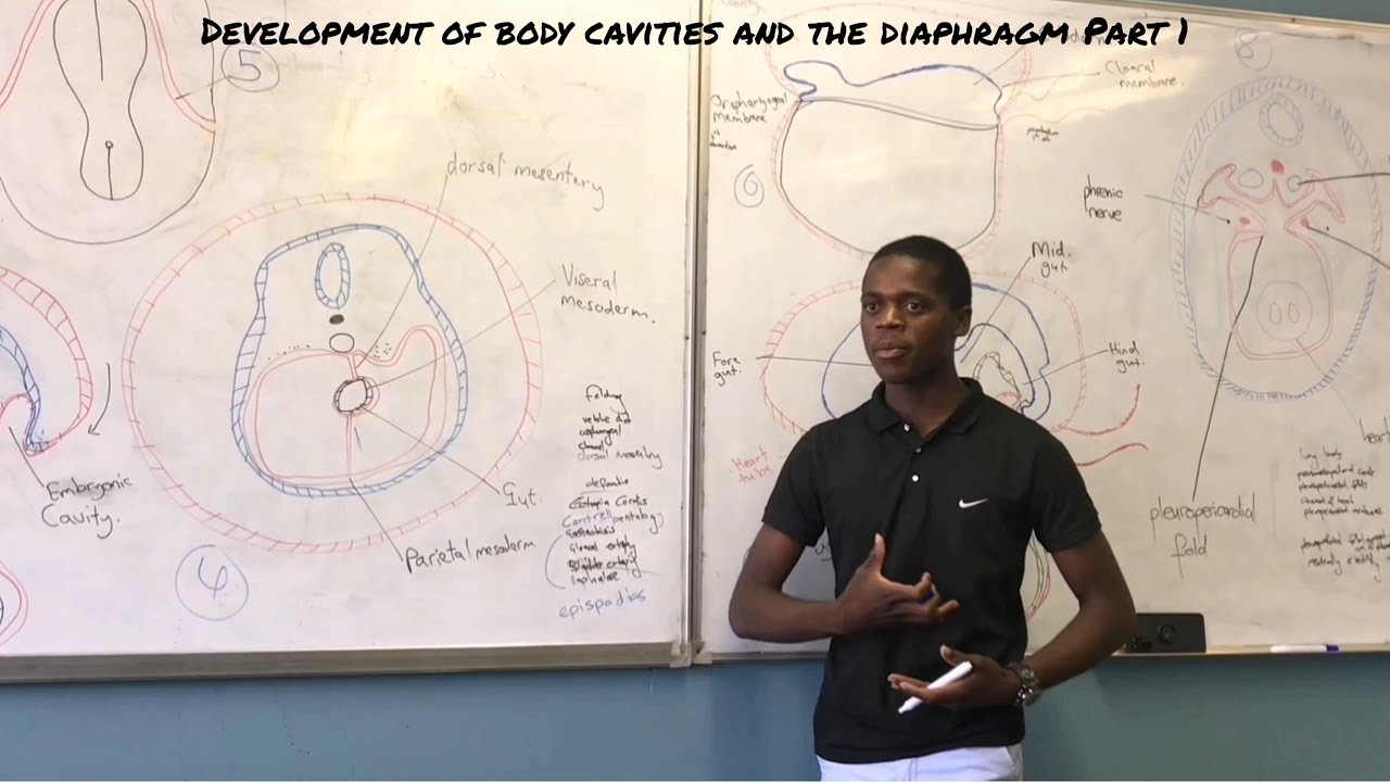 Development of body Cavities and diaphragm Part 1 - YouTube