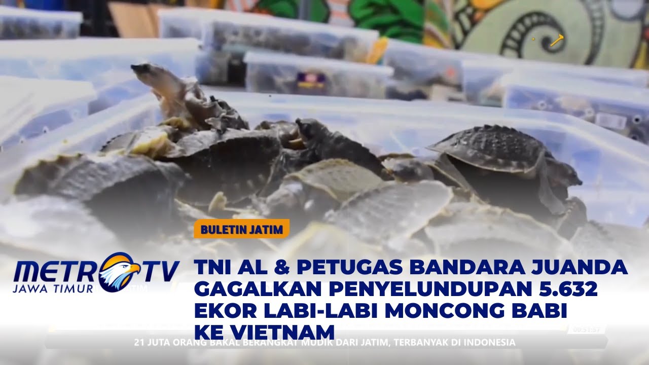 Penggagalan upaya Penyelundupan Labi-Labi Moncong Babi ke Vietnam - YouTube
