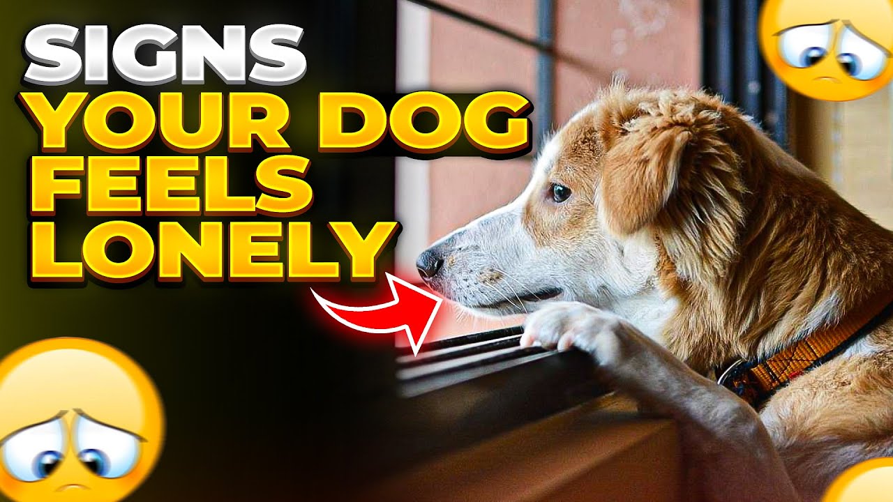 Is Your Dog Feeling Lonely? 10 Signs To Look For! - YouTube