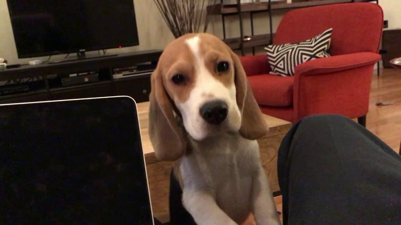 Beagle puppy wants to play - YouTube