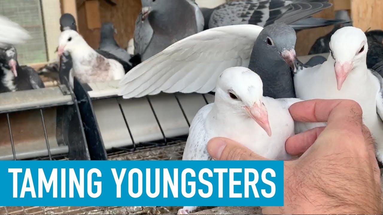 Taming Pigeon Youngsters After Weaning - YouTube