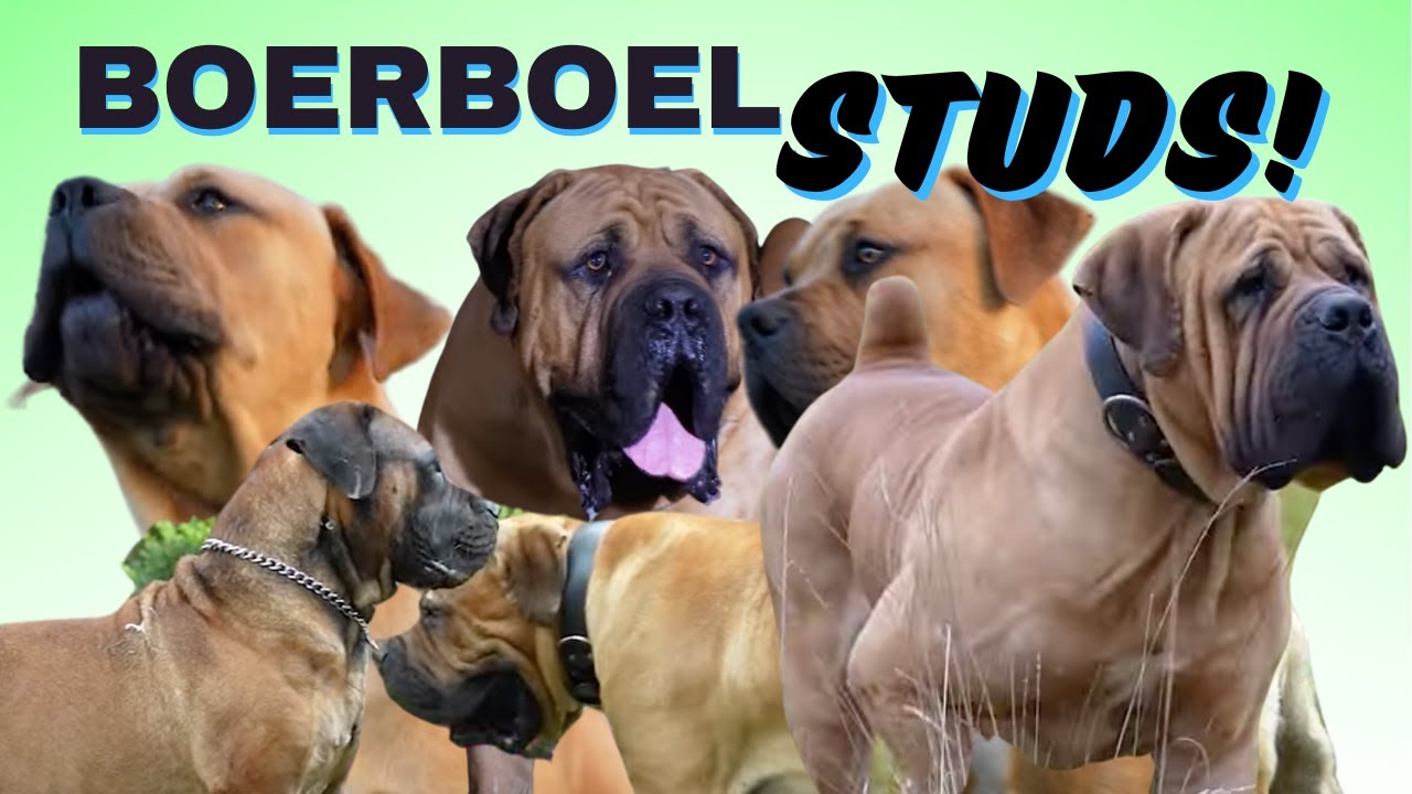 Boerboel STUDS @GrowingwithourBoerboel + Black Iron Knox - YouTube