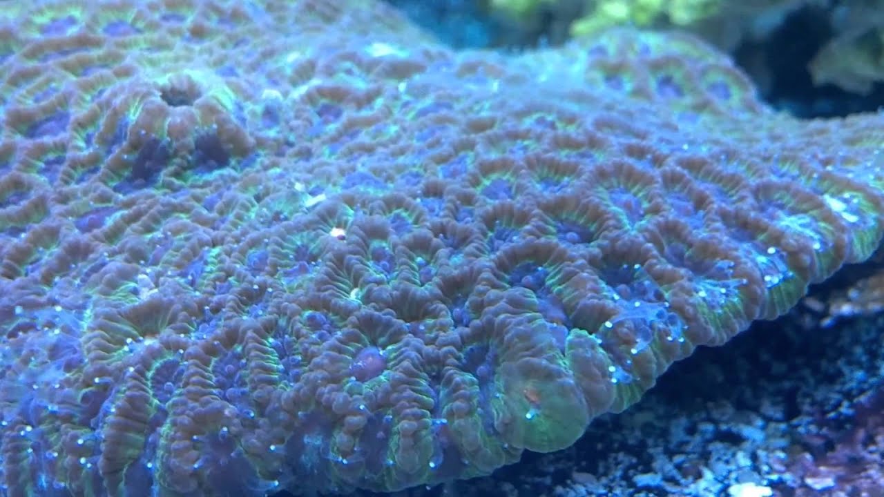 Favia with feeding tentacles out - YouTube