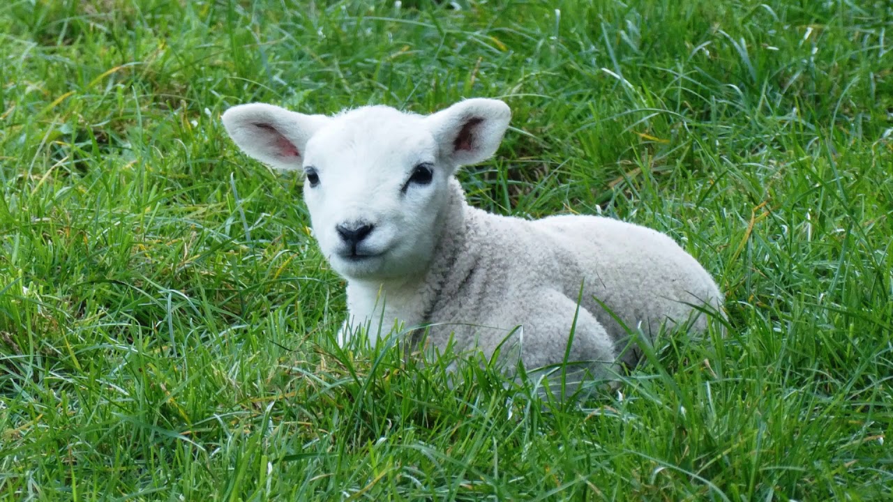 La oveja perdida The lost sheep - YouTube