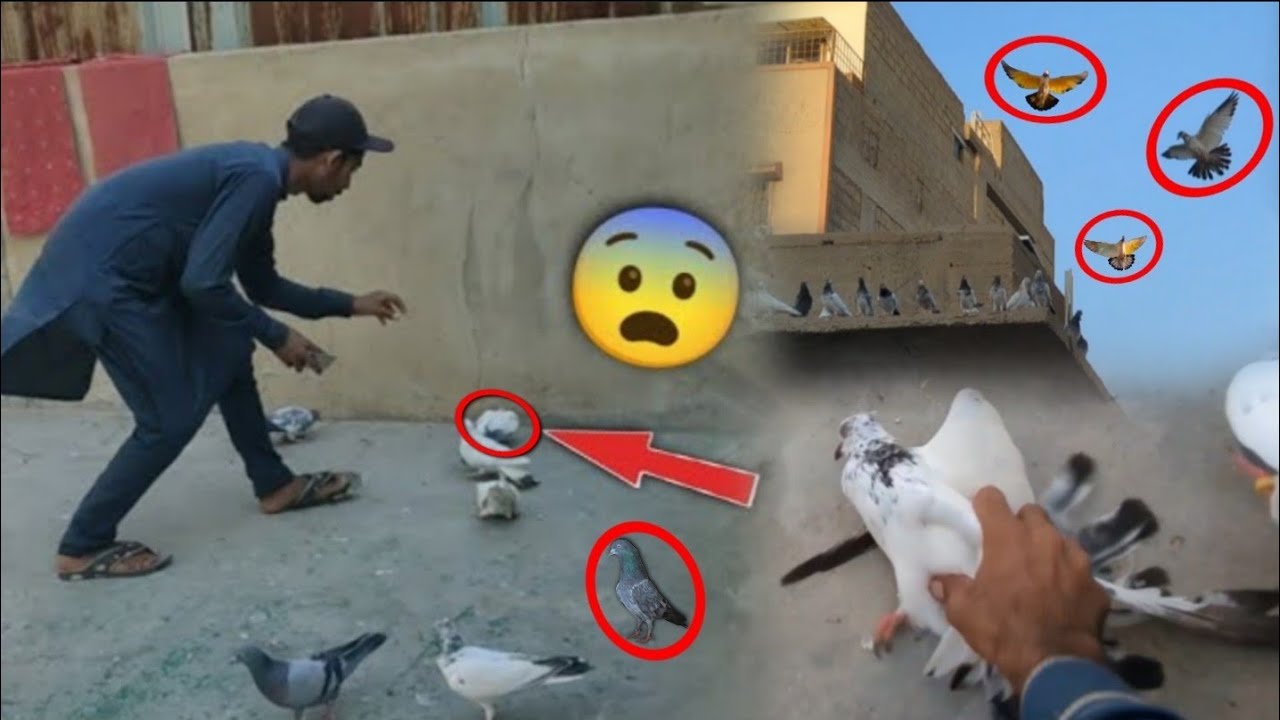 3 Kabootar Aiy 2 Pkar Lia Bohat Mushkil Sa😨 || Subha Sa Sham Tak Urta ...