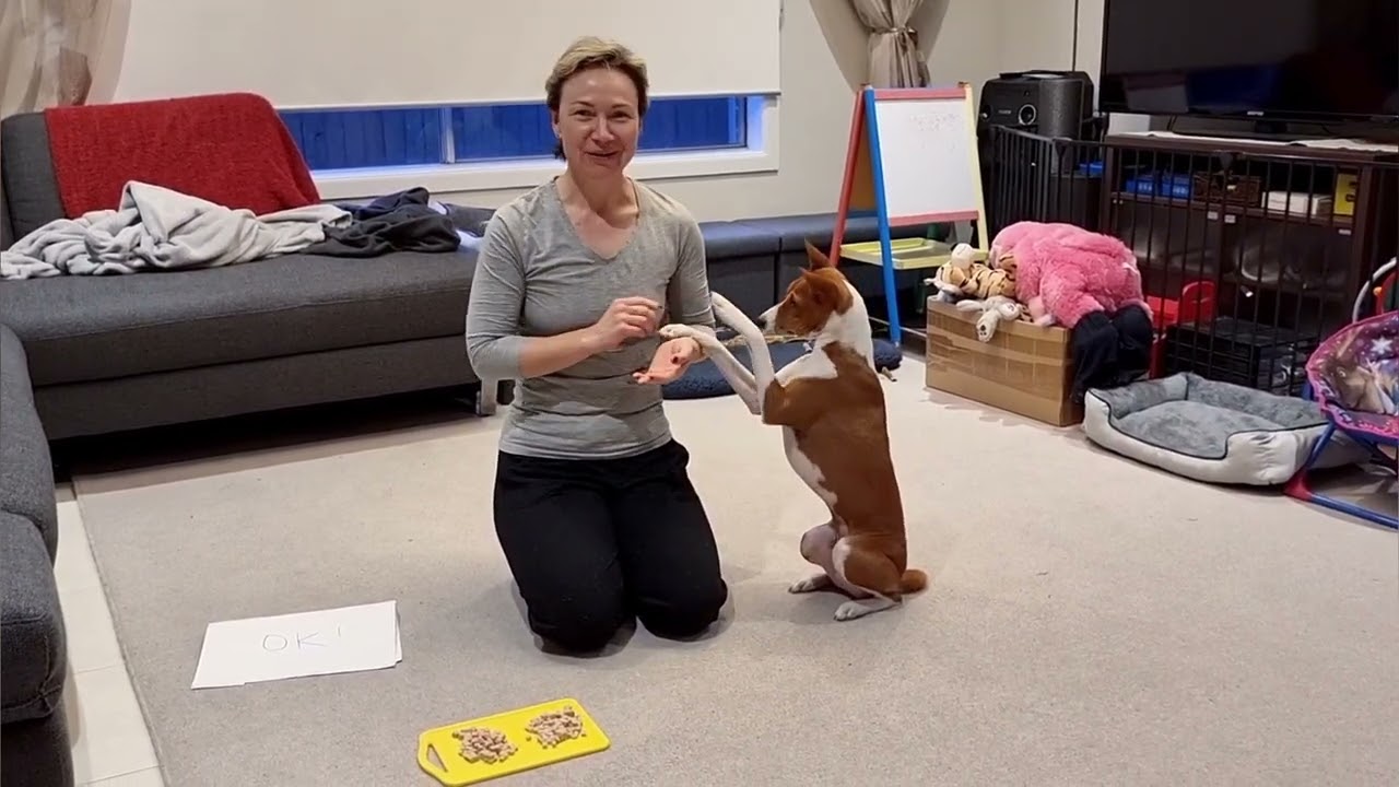 Basenji puppy training that paid off - 02: clear and consistent ...