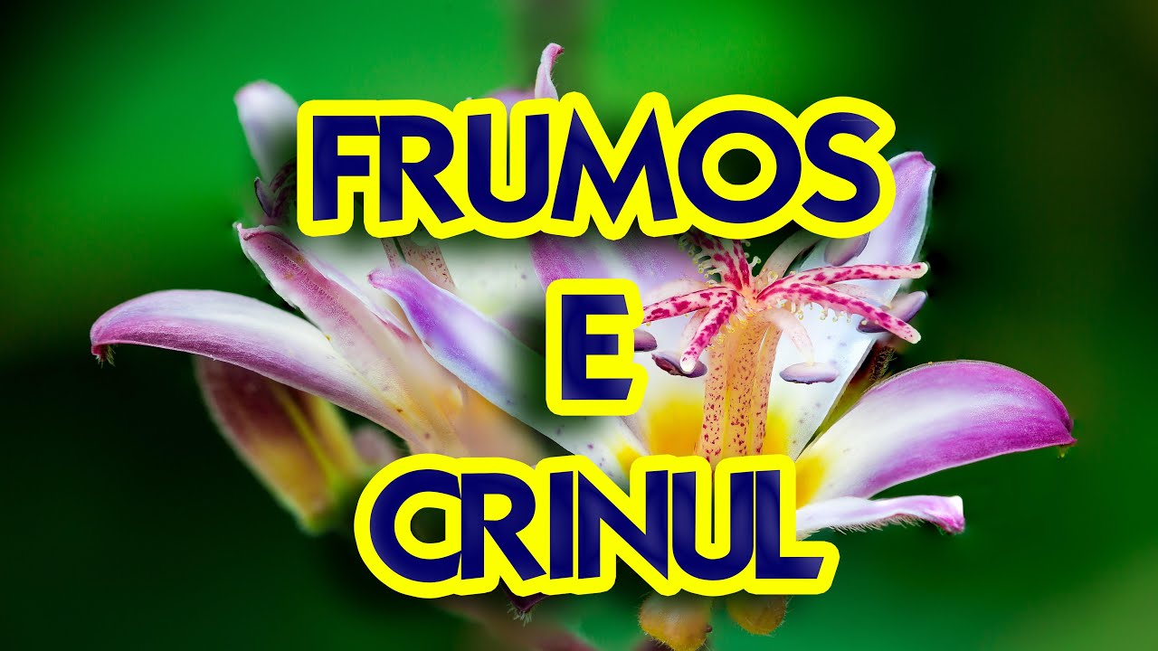 FRUMOS E CRINUL | POEZII CRESTINE | AUTOR- COSTACHE IOANID - YouTube