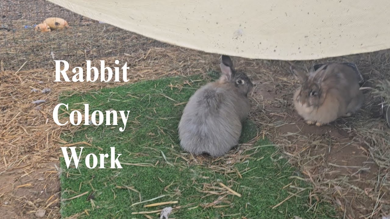 Rabbit Colony Work - YouTube