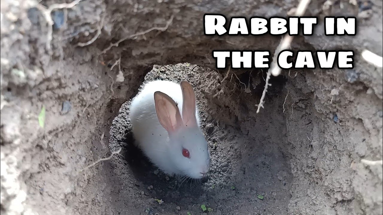 Rabbits live in very beautiful caves, My Village Rabbits - YouTube