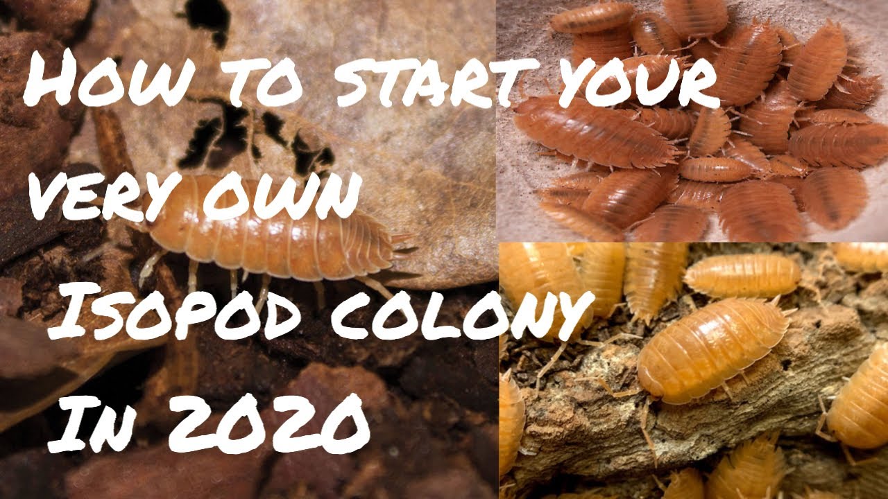 How to start your very own isopod colony in 2020 - YouTube