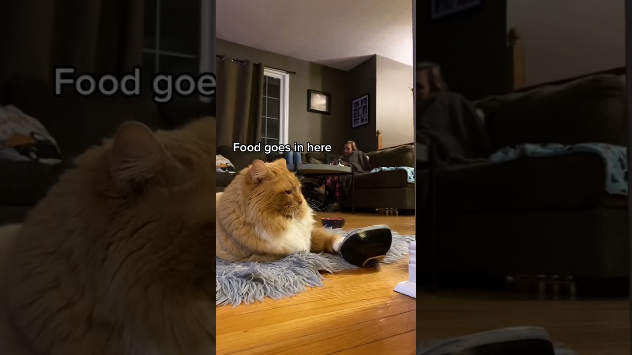 Funny cat is rocking her food bowl to get mom's attention... - YouTube