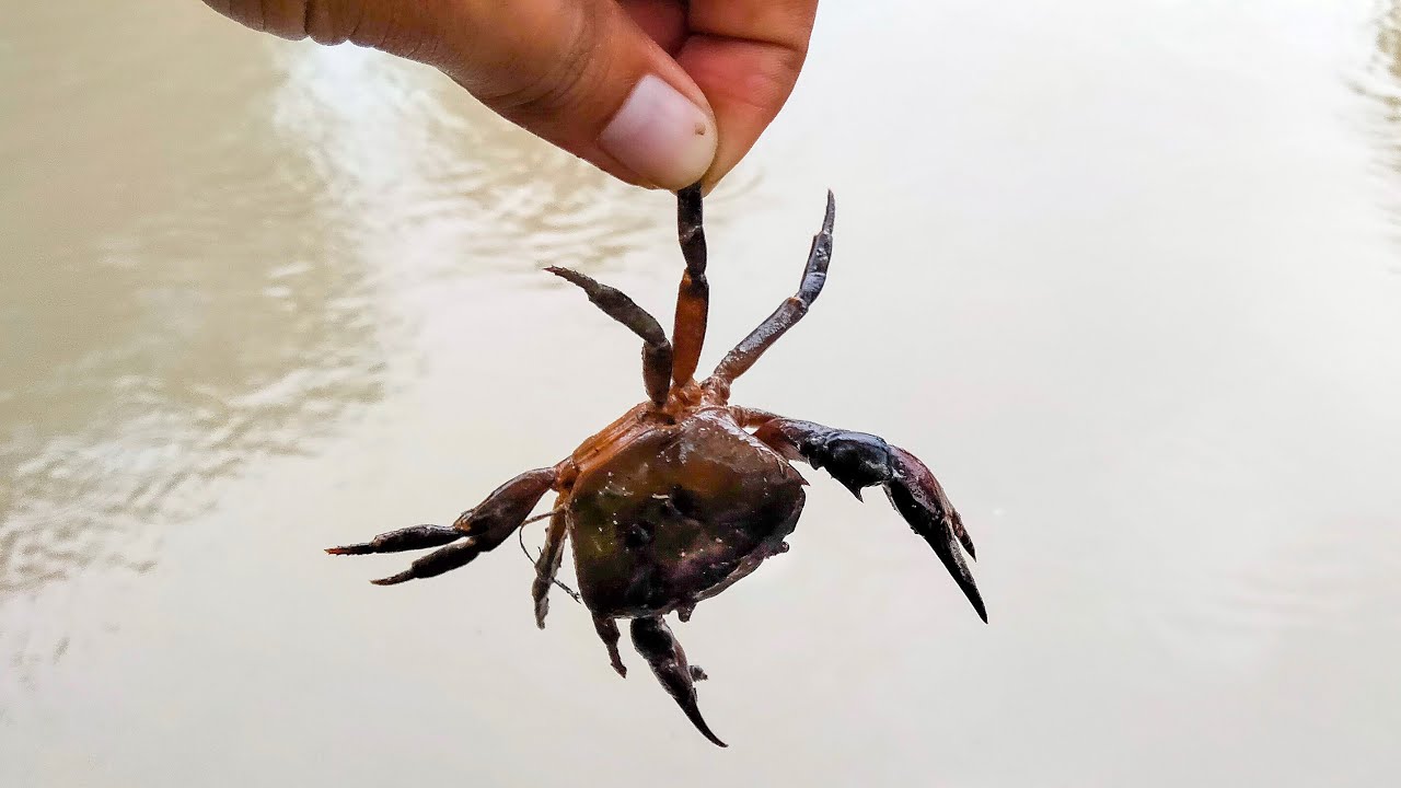Crab Walking Slow Motion | Crab Close Walking Highway | Catch Crab In ...