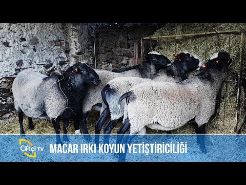 Macar Irkı Koyun Yetiştiriciliği Nasıl Yapılır? -BENİM MEMLEKET