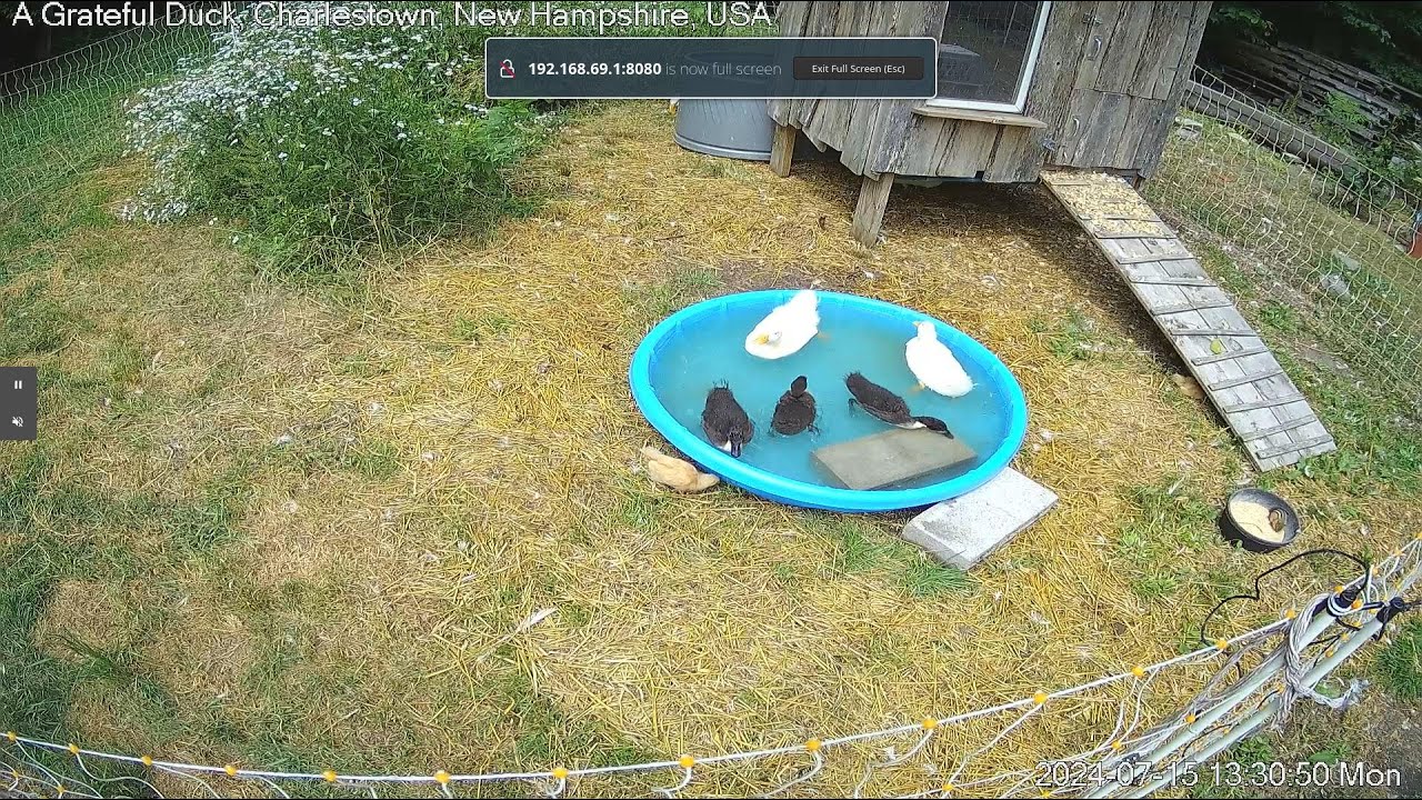 A Grateful Duck Live Stream - YouTube