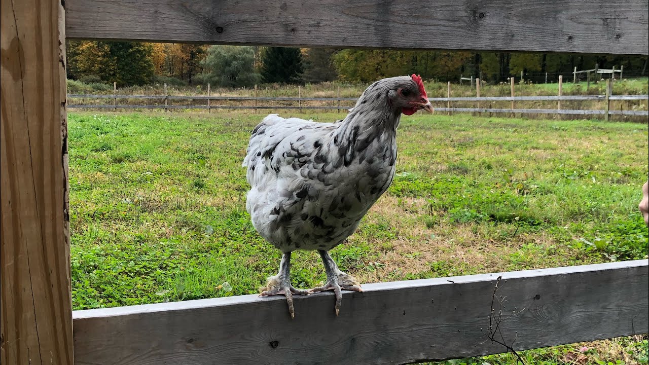 Did you say....chickens? - YouTube