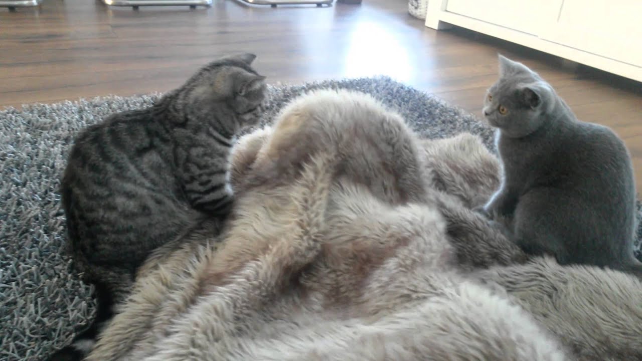 Britse Korthaar kittens: Harrie en Jacobus - Kleedje aanvallen - YouTube