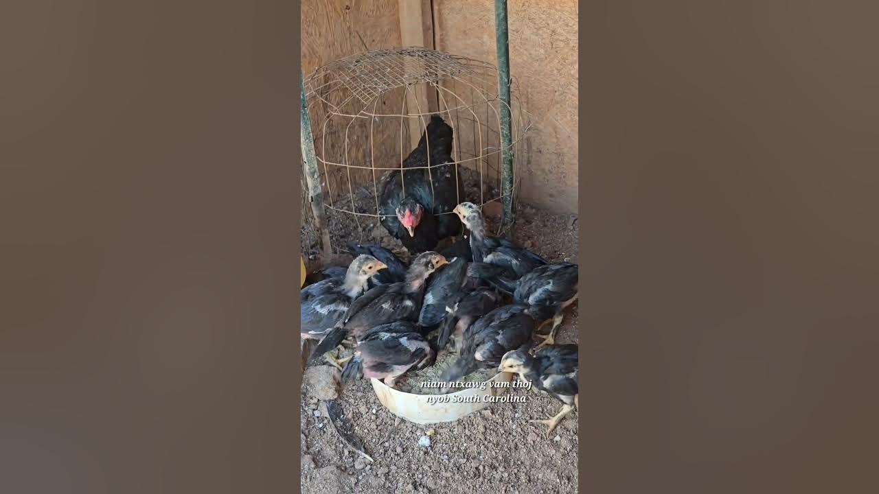 Mus Saib Qaib Thaib Ej Ej Ej 3/16/2025 - YouTube