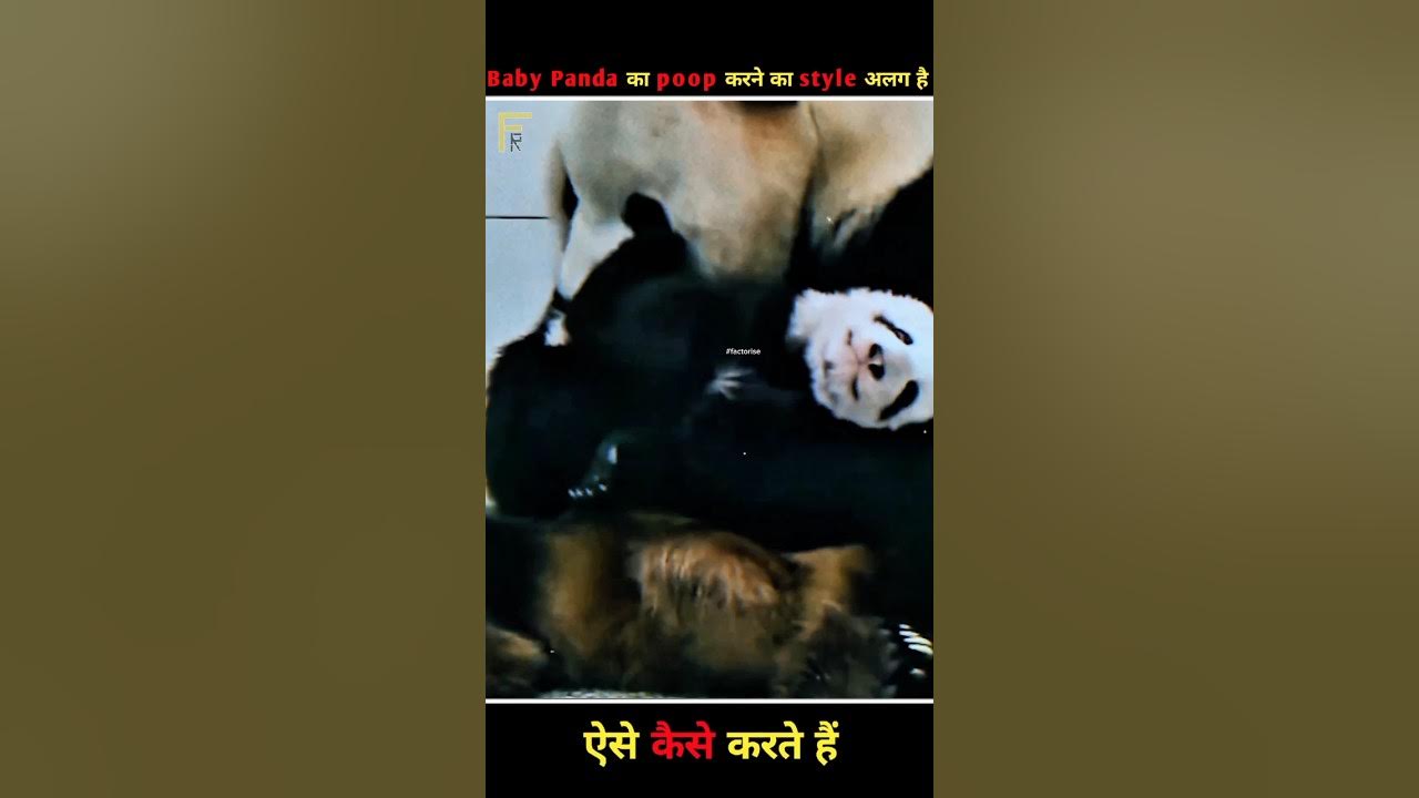 Baby Panda सुसु और पॉटी कैसे करते हैं | How does Baby Panda do pee and ...