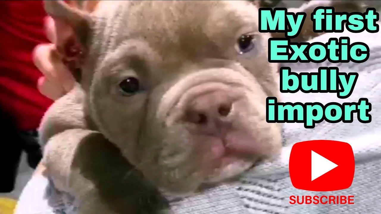 EXOTIC BULLY IMPORT | KUYA LOK | MADFACE - YouTube