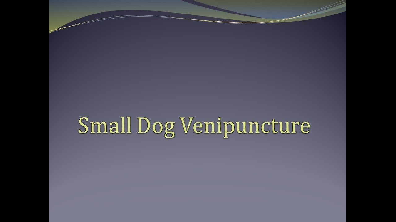 Small Dog Venipuncture - YouTube