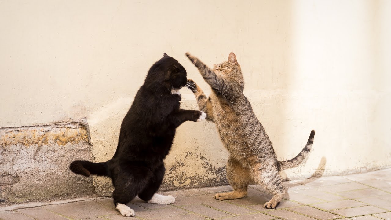 Top 10 Cat Fights Hilarious Moments – Must-Watch Compilation! - YouTube