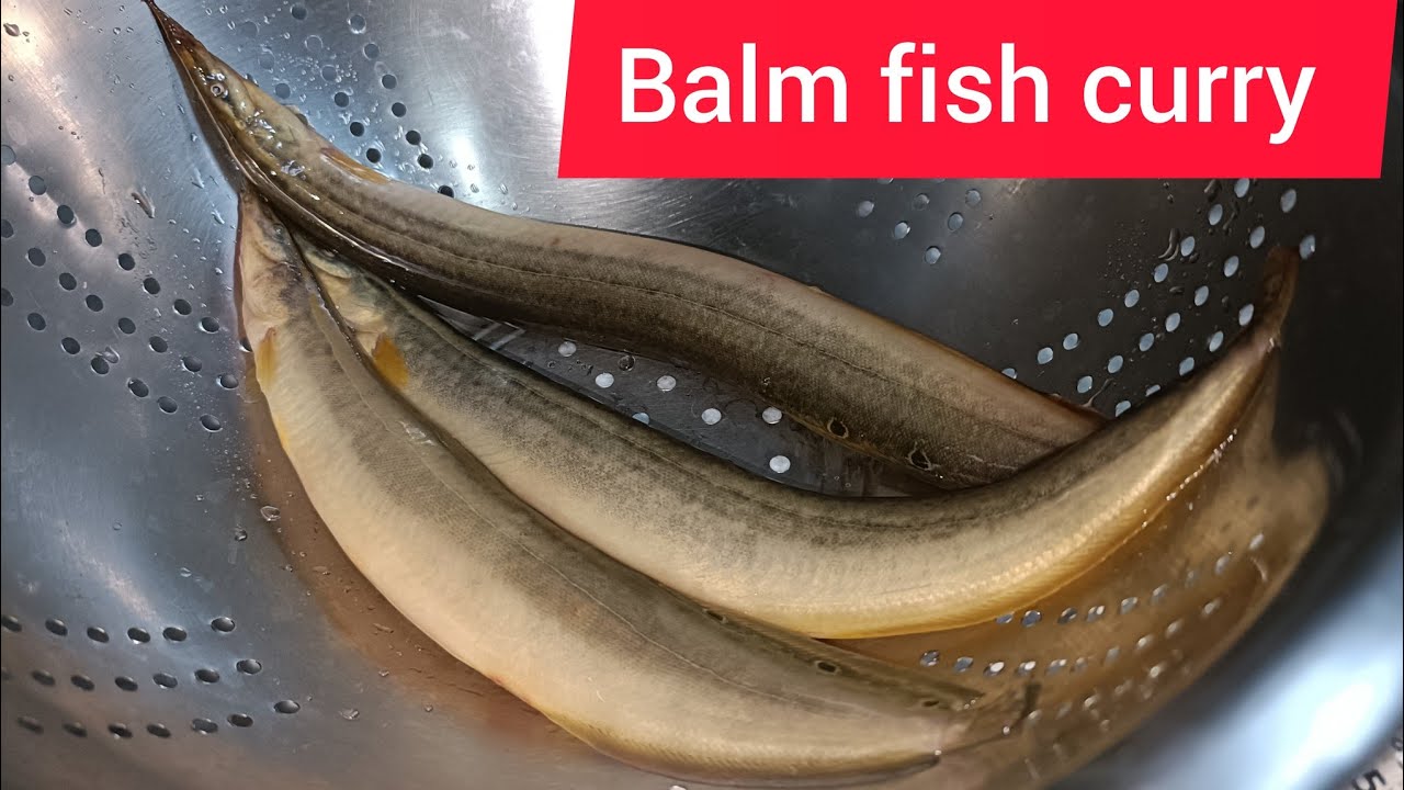 পাঁকা ল মাছের টক ‌‌।Balm fish curry ।@VillageFoodChannelOfficial ...