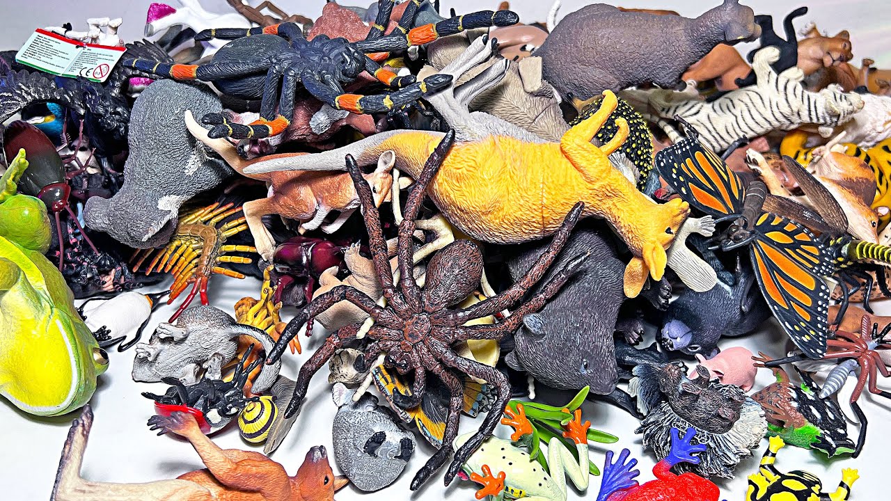 500 Animals, Big Cats, Australian Animals, Insects, Spiders, Birds ...