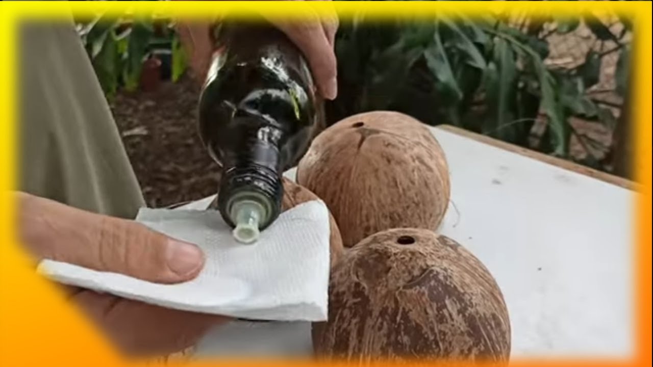 Veja essas idéias lindas para Fazer com Casca de Coco 🥥 - YouTube